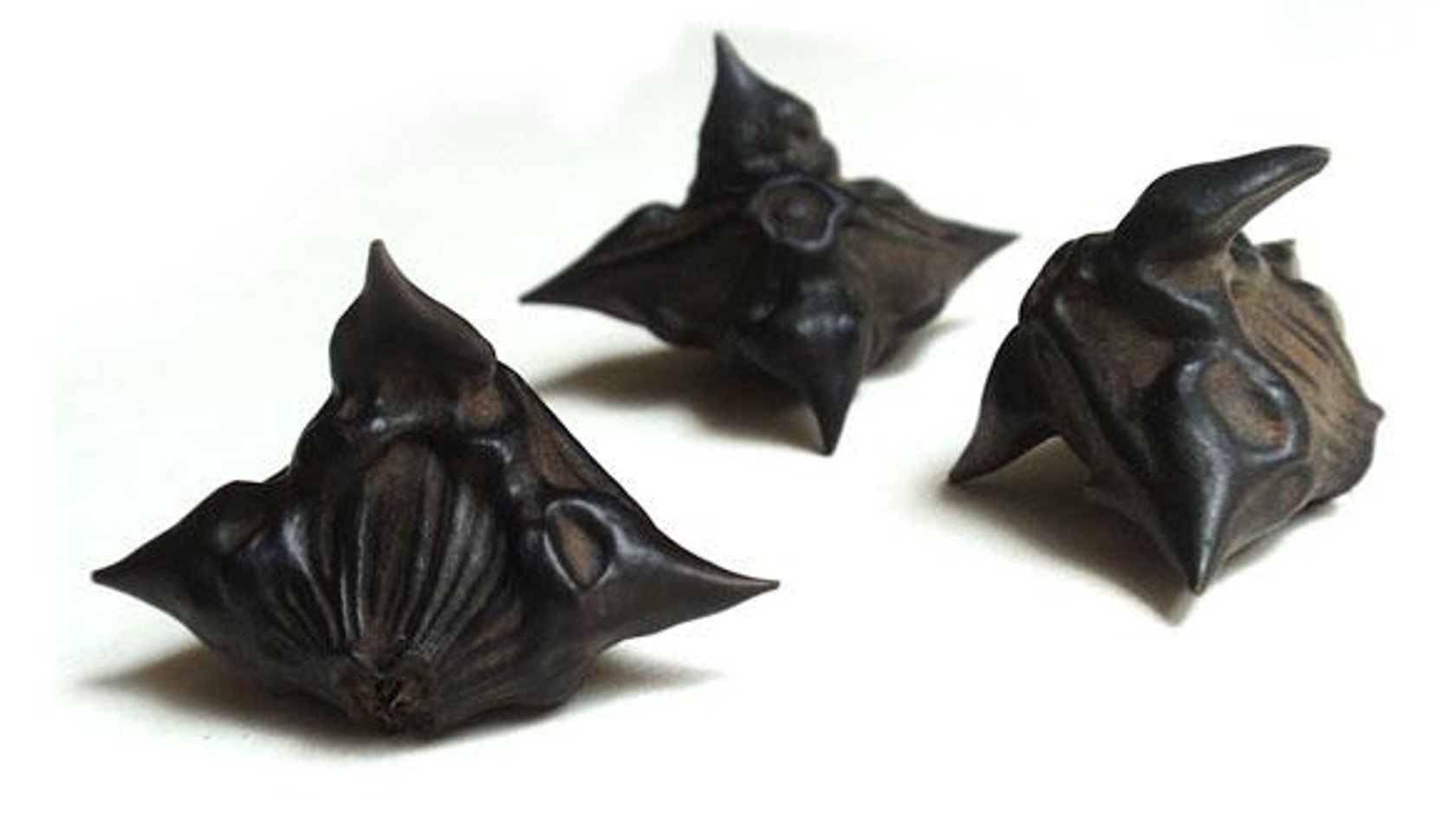Bat Nuts \ Devil's Pods – Oja Aje Apothecary & Botanica