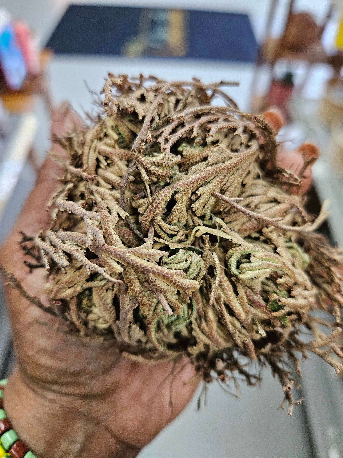 Rose of Jericho – Oja Aje Apothecary & Botanica