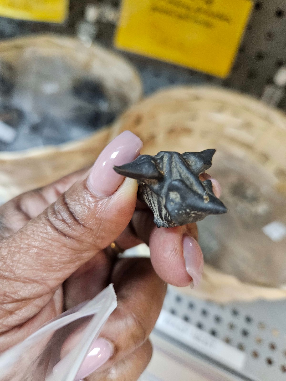 Bat's Head Pod – Oja Aje Apothecary & Botanica